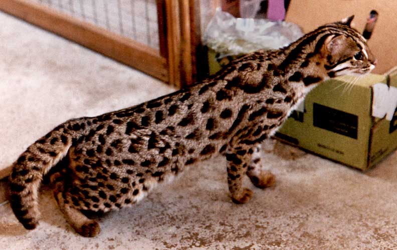 Leopard Cat Is One Of The Most Beautiful Cat In Nature