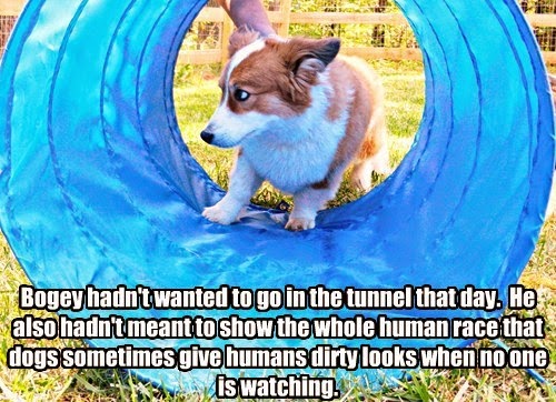 The Chronicles of Cardigan: Tacky Cardigan With Words on It: If Looks ...