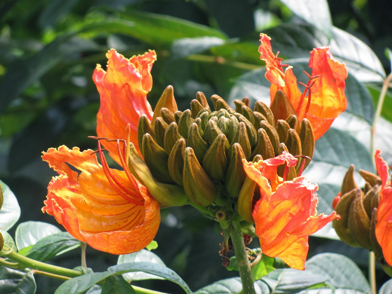 Flora and Fauna - Plants and Critters: Random flowers from Samoa