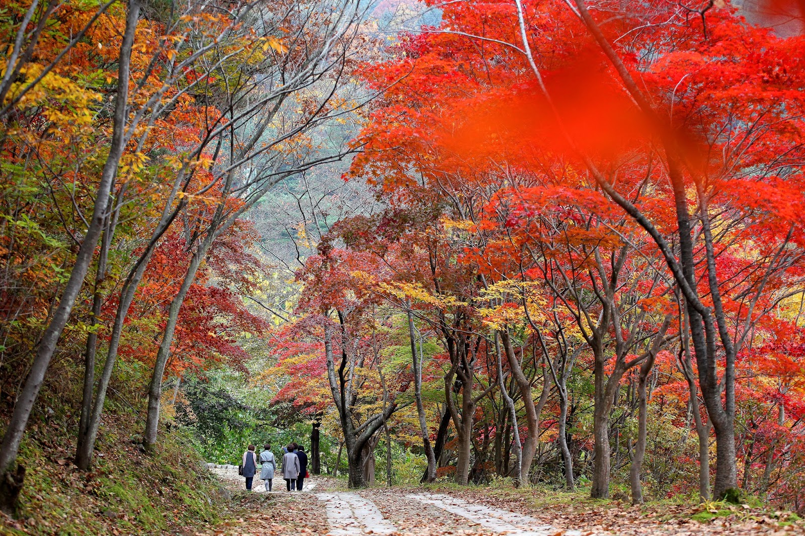 Foliage Trip To Hillcrest Of Daegu - Fall Foliage Destination In South ...