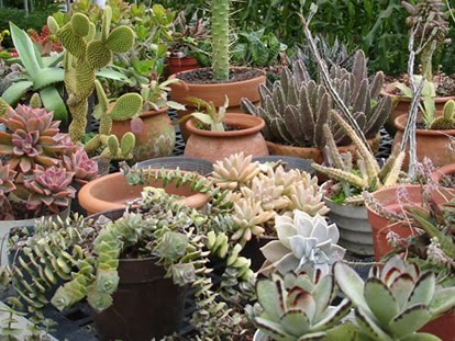 xerofitas: ¿QUE ES UNA XEROFITA?