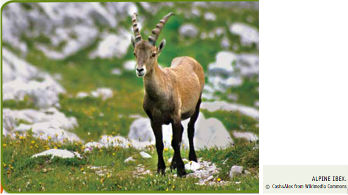 Beautiful Nature: Alpine Ibex: A Conservation Success Story!