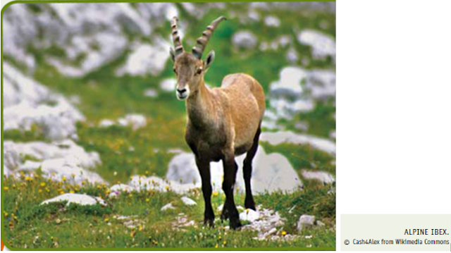 Beautiful Nature: Alpine Ibex: A Conservation Success Story!