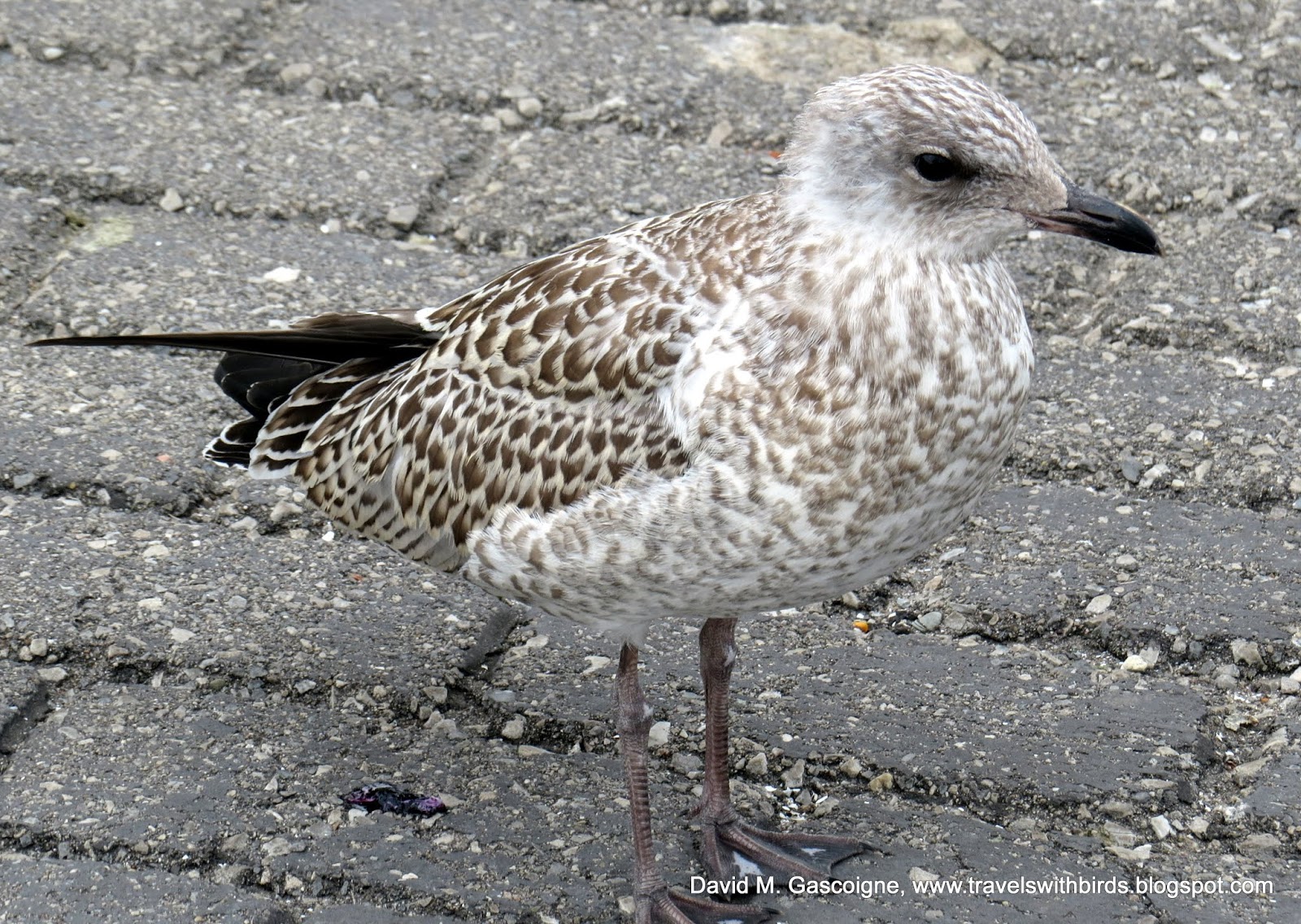The North Shore of Lake Ontario - Travels With Birds