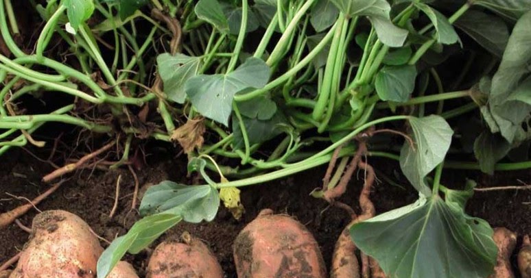 koko tani: Trik menanam ubi jalar dipekarangan rumah