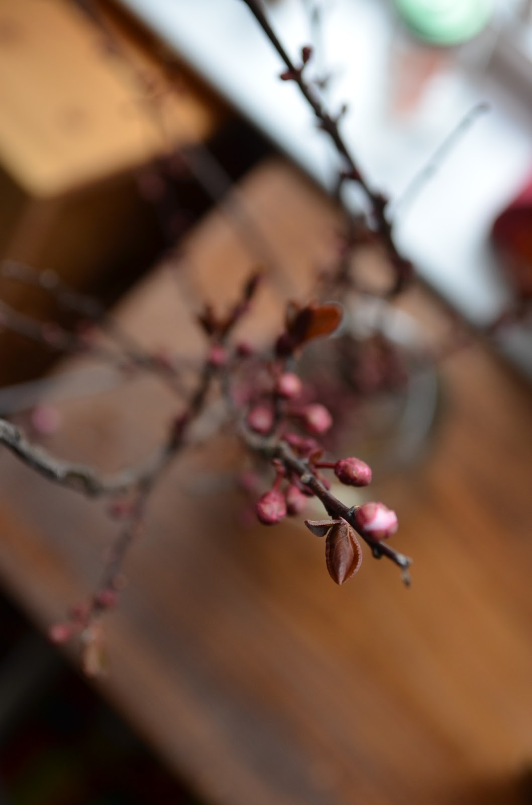 Charming the Birds from the Trees: Thunder Cloud Plum Trees...