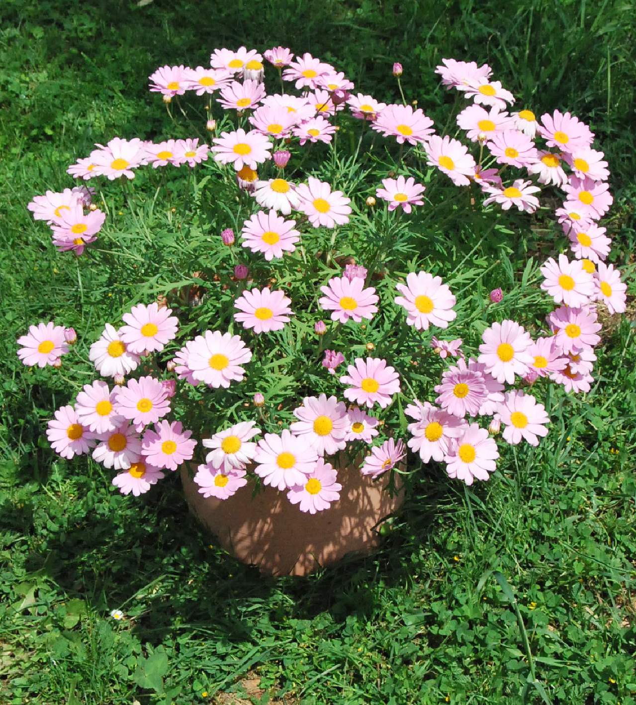 Fotos de flores: MARGARITAS DE VARIOS COLORES