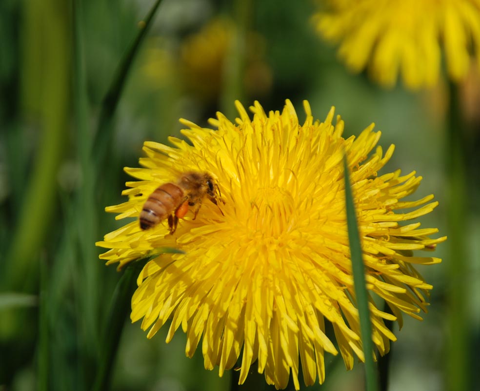 Applegarth Farm: harvesting dandelion pollen