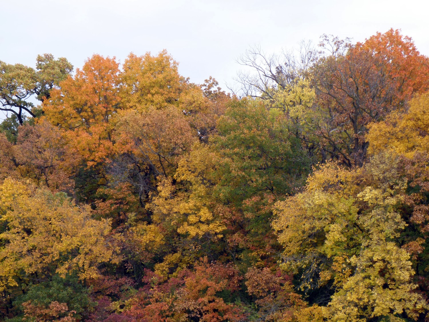 Kansas City Kansan: PHOTOS: Fall foliage at Wyandotte County Lake