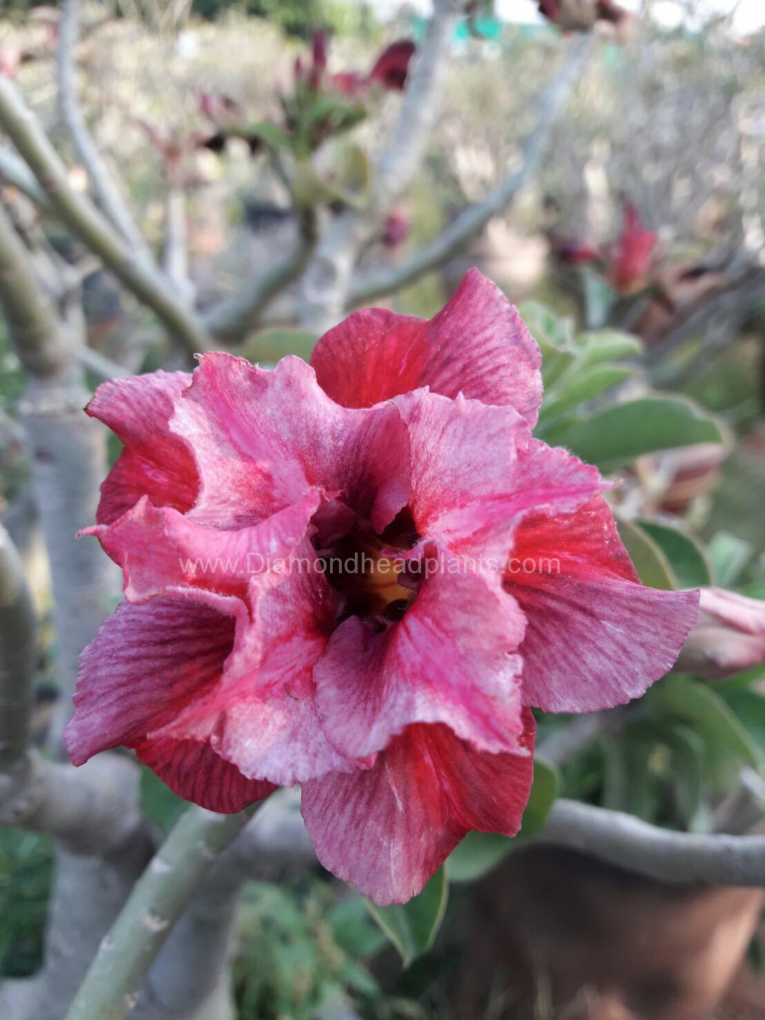 Adenium: New Adenium Catalog 2018-2019