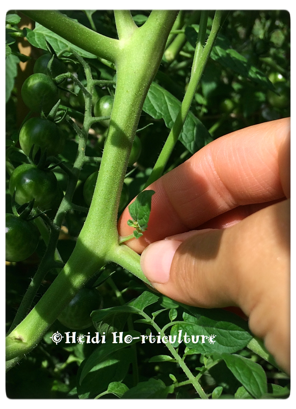Heidi Horticulture: Thinning Out Tomatoes