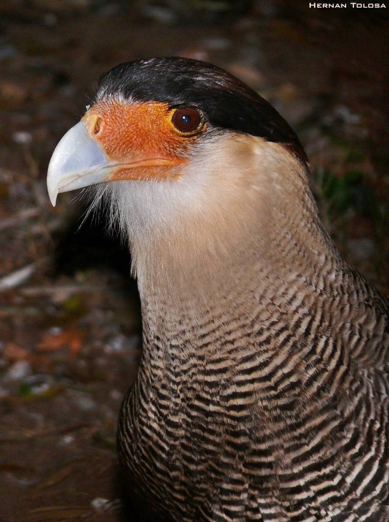 Aves de Argentina: Carancho (Caracara plancus)