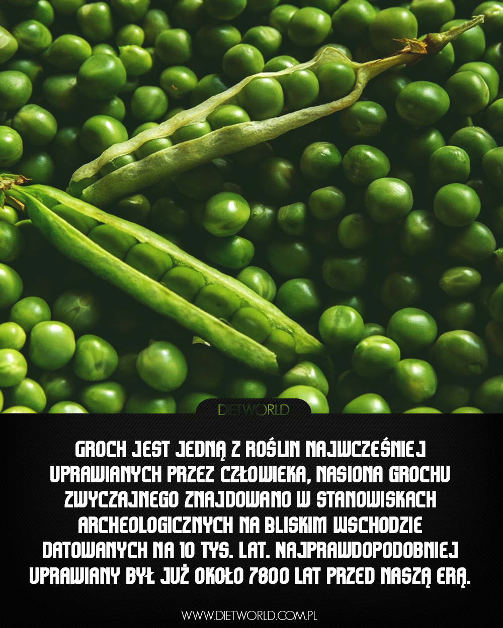 dietworld: GROCH JEST JEDNĄ Z ROŚLIN NAJWCZEŚNIEJ UPRAWIANYCH