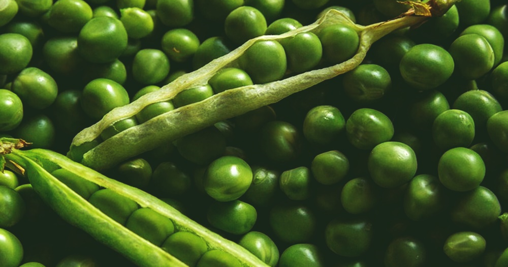 dietworld: GROCH JEST JEDNĄ Z ROŚLIN NAJWCZEŚNIEJ UPRAWIANYCH