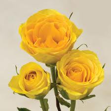 Floriculture: Gold Strike