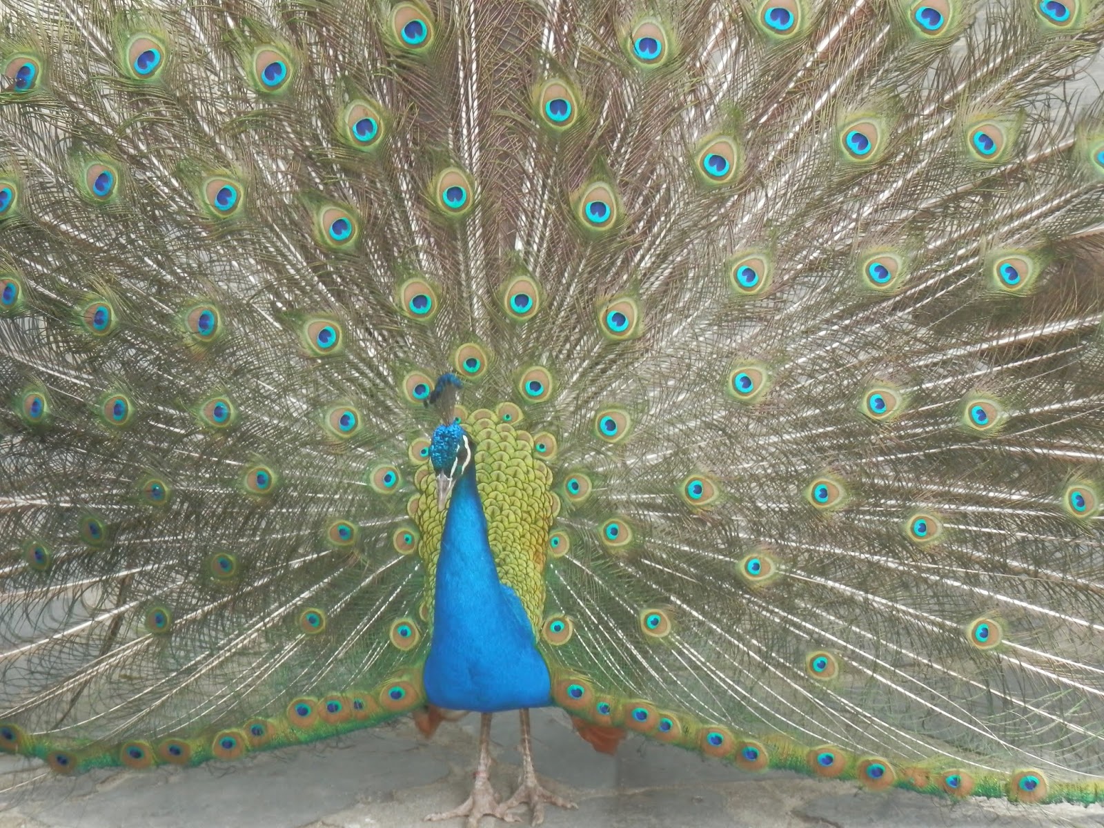 Perfumes y luces de Extremadura: Pavo Cristatus, Pavo real común.