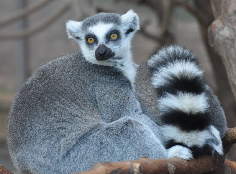 ZOOTOGRAFIANDO (MI COLECCIÓN DE FOTOS DE ANIMALES): LÉMUR DE COLA ...