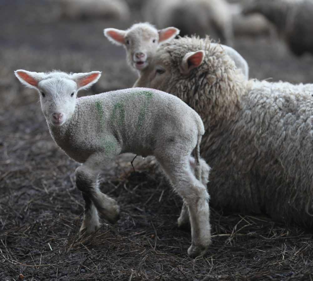 Getting Stitched on the Farm: More Cute Lamb Pics