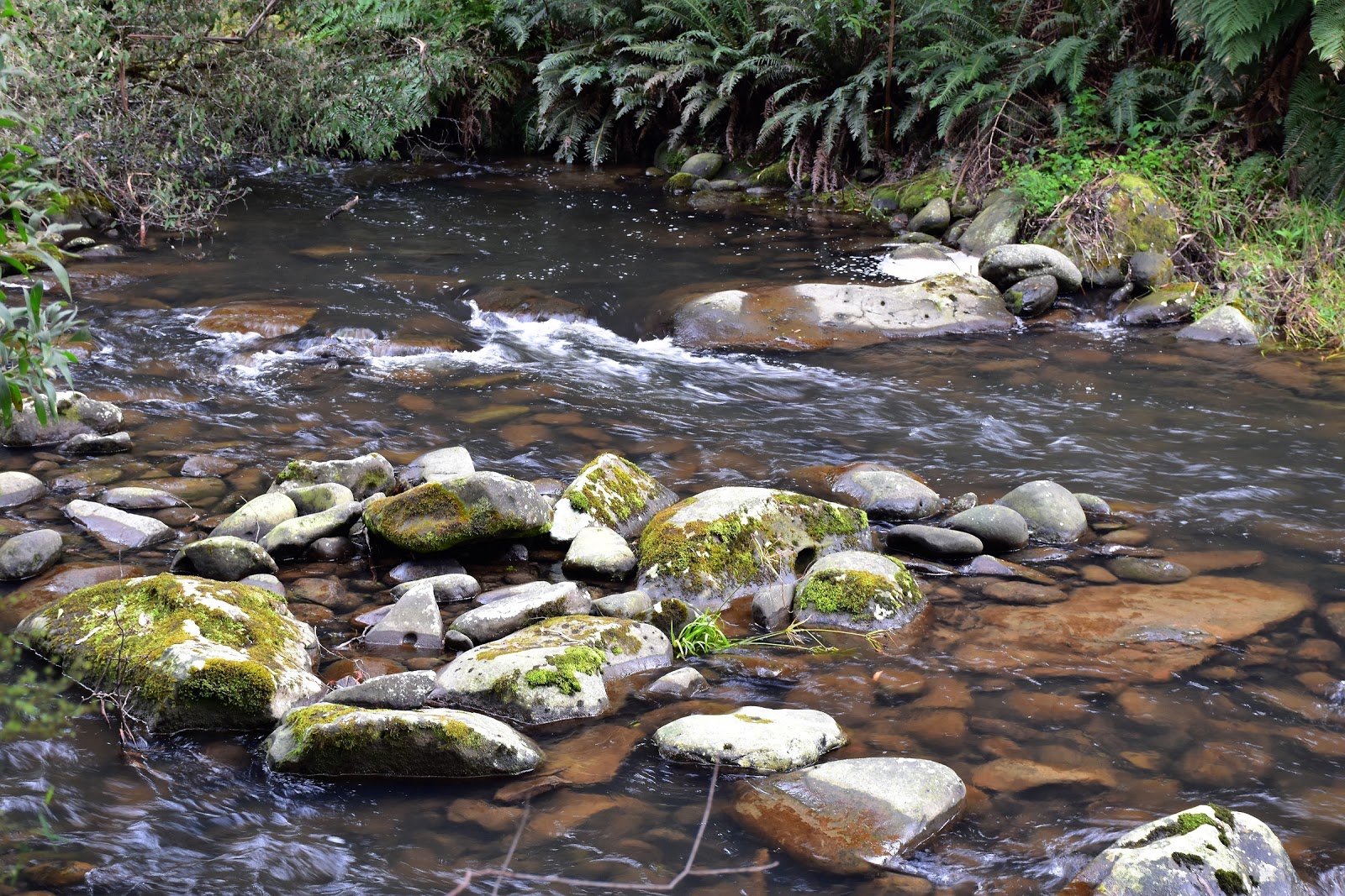 Goin' Feral One Day At A Time: Stevensons Falls, Otway Forest Park ...