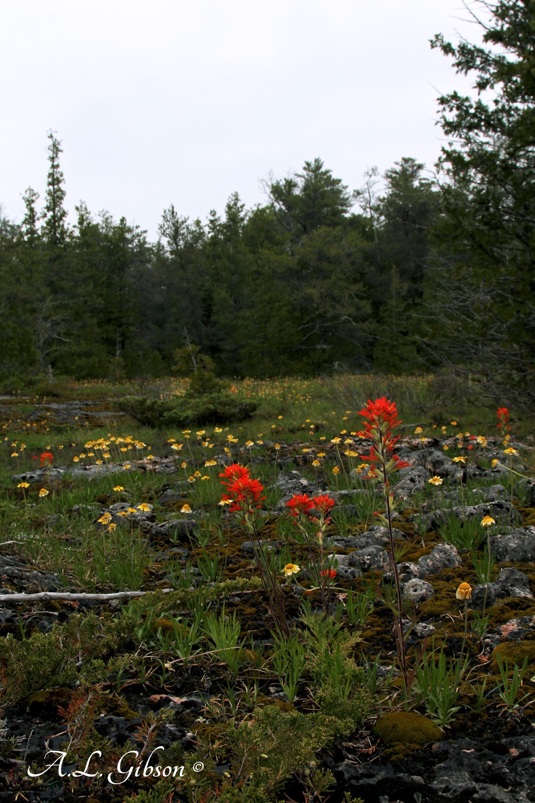 The Buckeye Botanist: The Bruce Peninsula Part VI: An Alvar Wonderland
