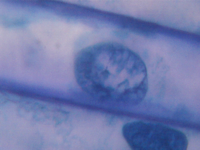 CIENCIAS JPL: CATAFILO DE CEBOLLA