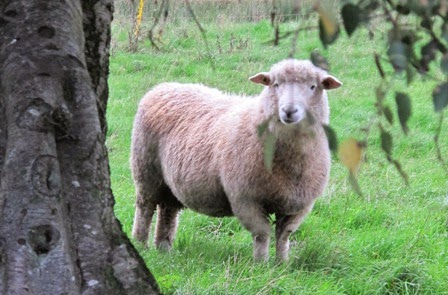 Rob The Pigman: Wissey Valley Lamb