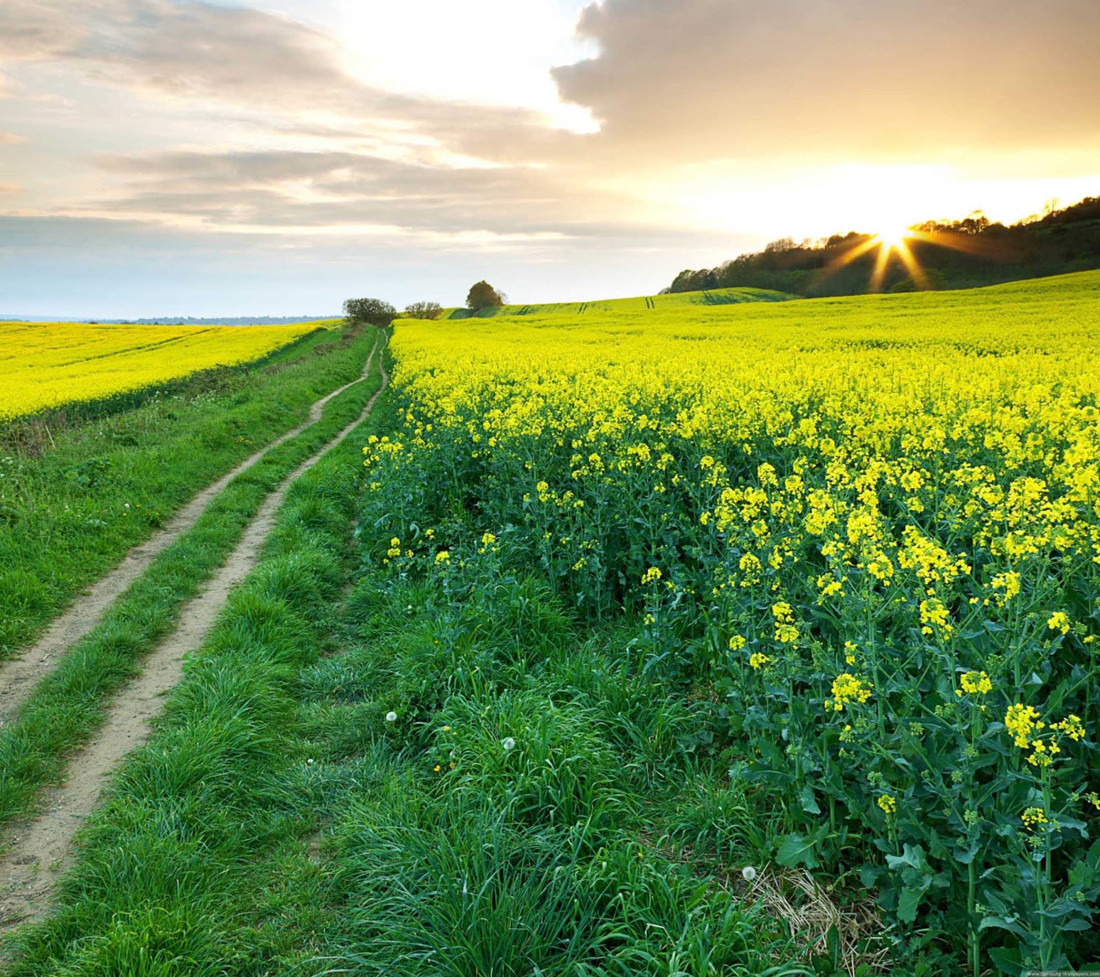 FREE DOWNLOAD HERE: Beautiful Field Scenery Wallpapers