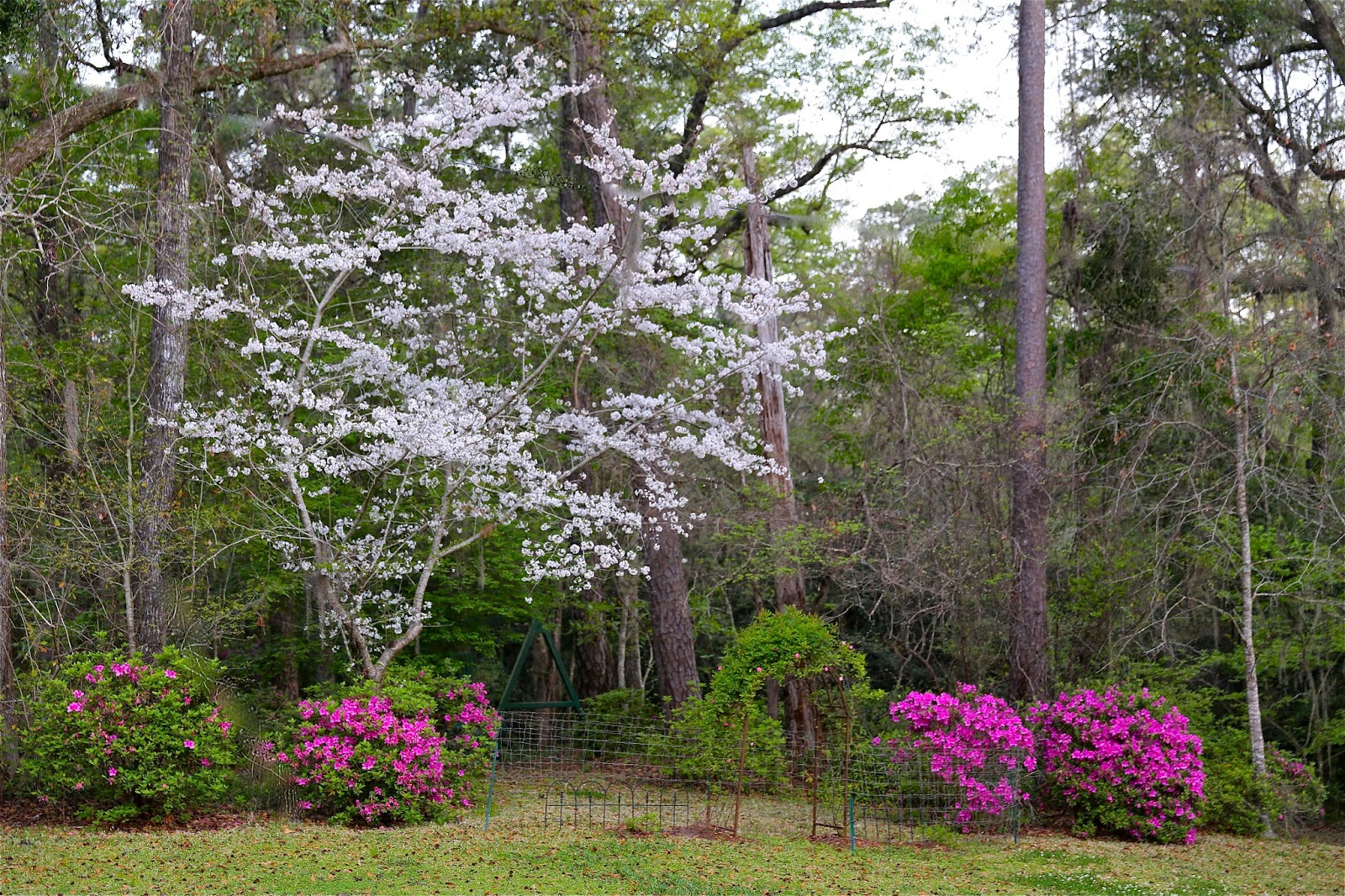 Sweet Southern Days: The Azaleas Are Blooming