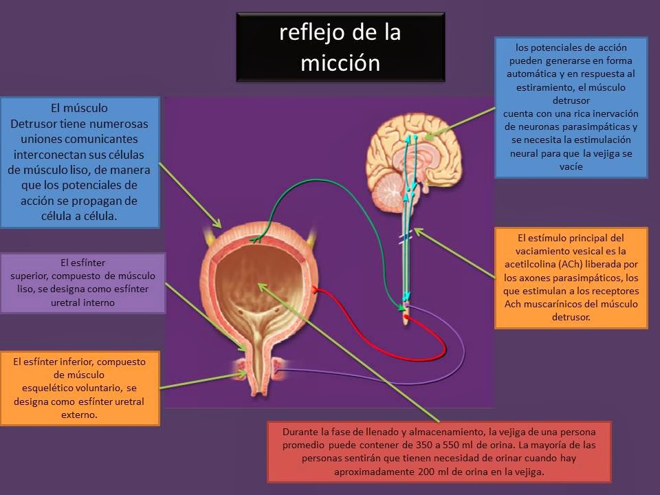 Blog de Fisiología Básica de Osel Alonso García Angulo: REFLEJO DE MICCION