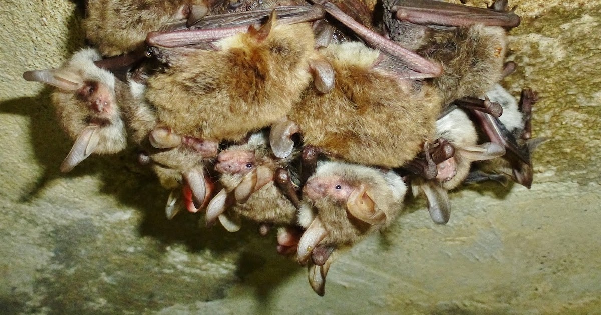 Mammals of Cyprus - Τα θηλαστικά της Κύπρου by George Konstantinou ...