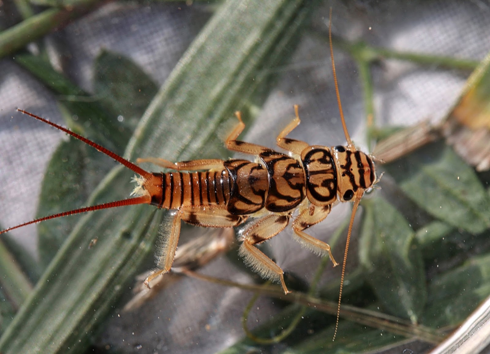 Aquatic Insects of Central Virginia: Some beautiful insects at the ...