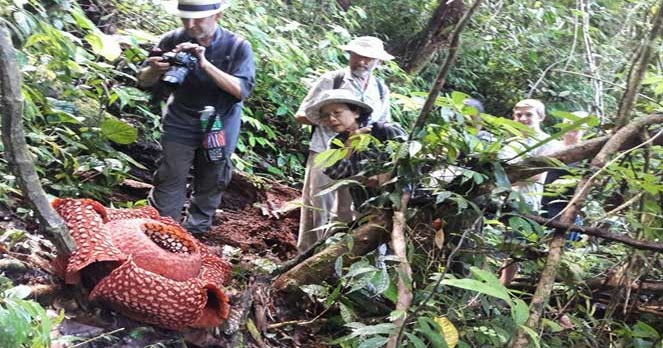 BERBURU BUNGA LANGKA DAN UNIK DI TAMAN RAFFLESIA BATANG PALUPUH