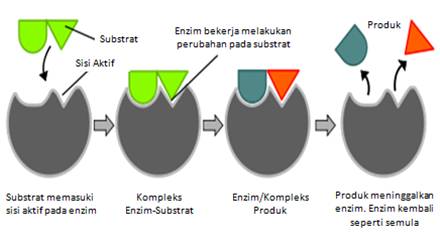 Hadzihi Sabili: Sekilas Tentang Enzim