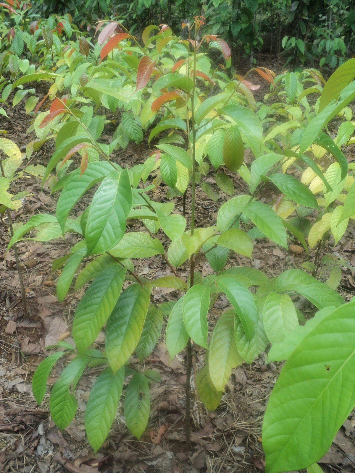 Belantara Borneo: Mengenal Jenis Pohon (2)