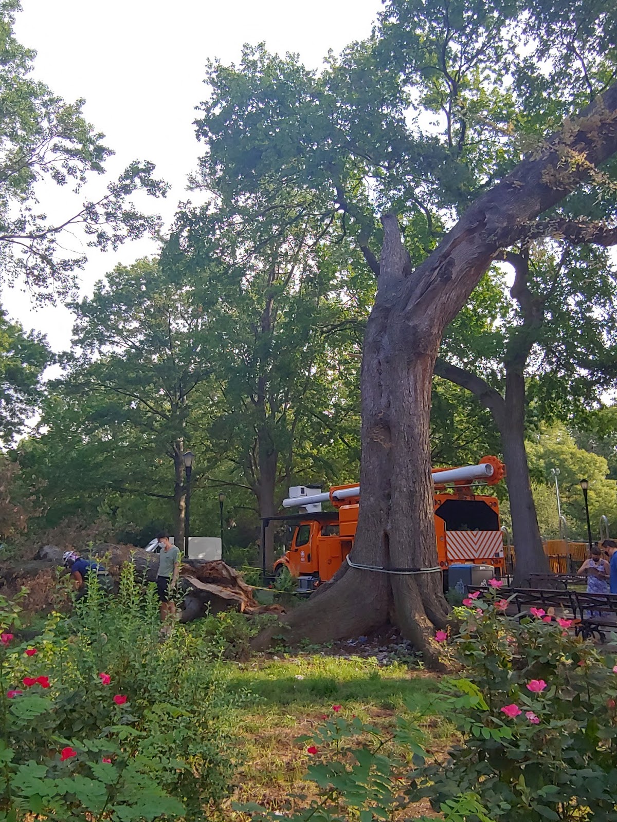 EV Grieve: Workers removing damaged Elm tree in Tompkins Square Park