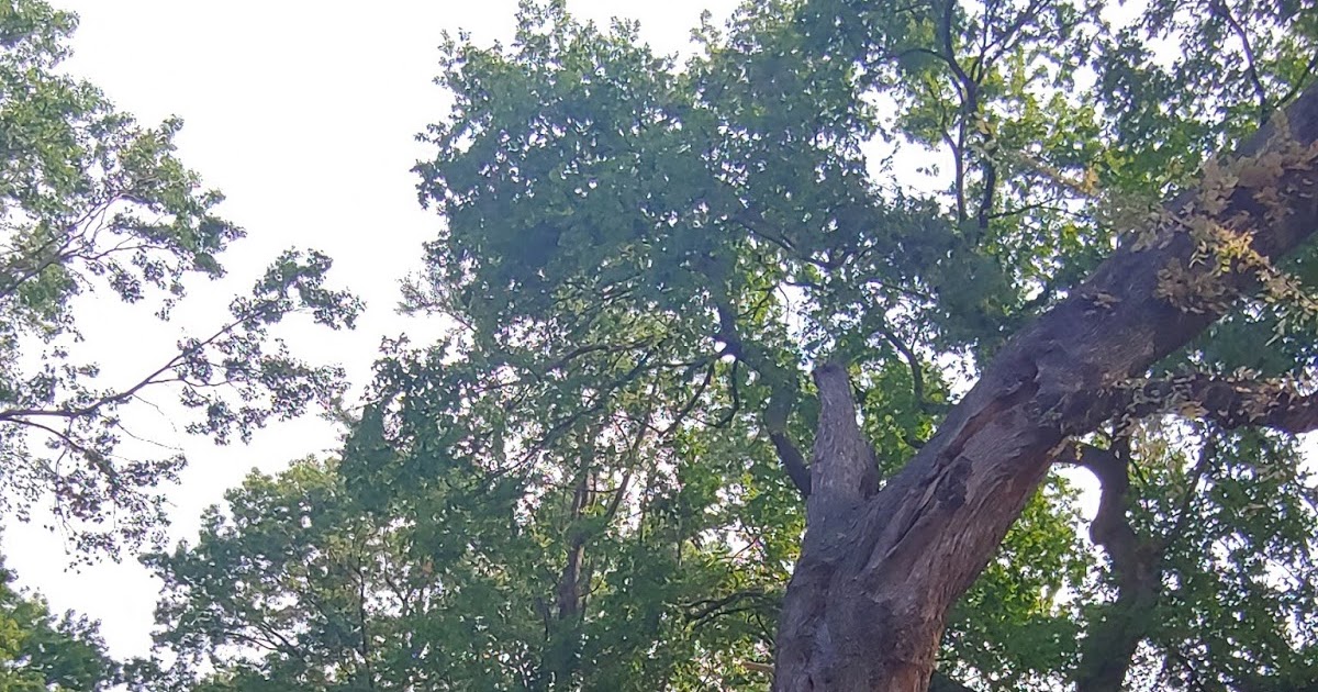 EV Grieve: Workers removing damaged Elm tree in Tompkins Square Park