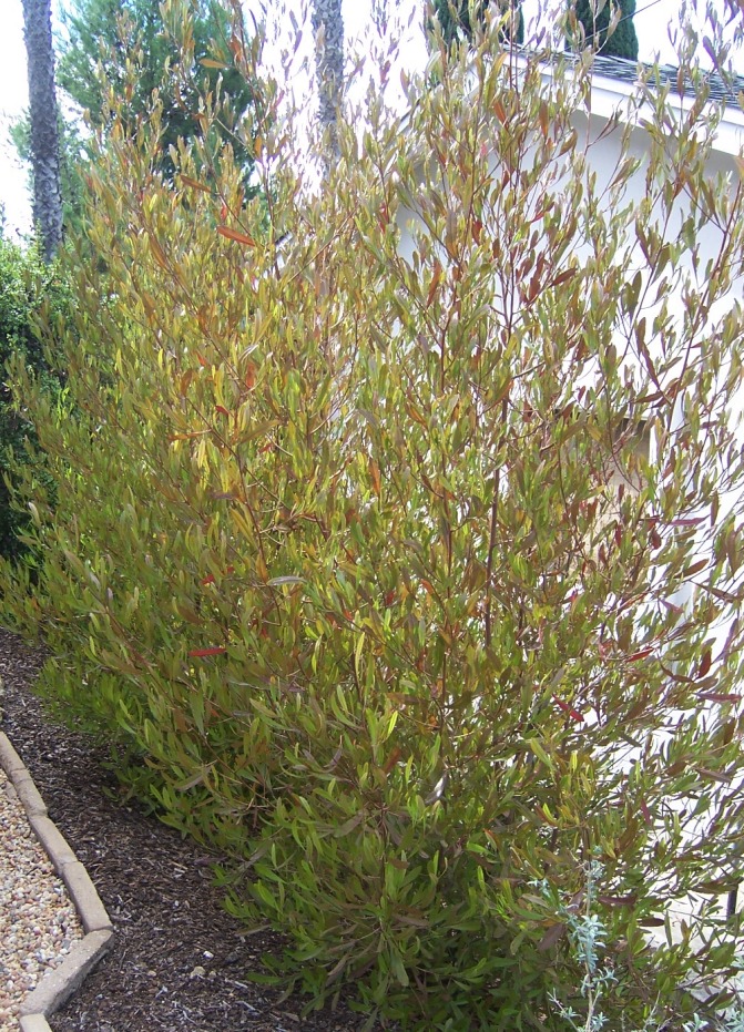 The 2 Minute Gardener: Photo - Hopseed Bush (Dodonaea viscosa)