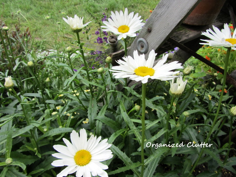 Up Close & Personal With My Cottage Garden Plants - Organized Clutter
