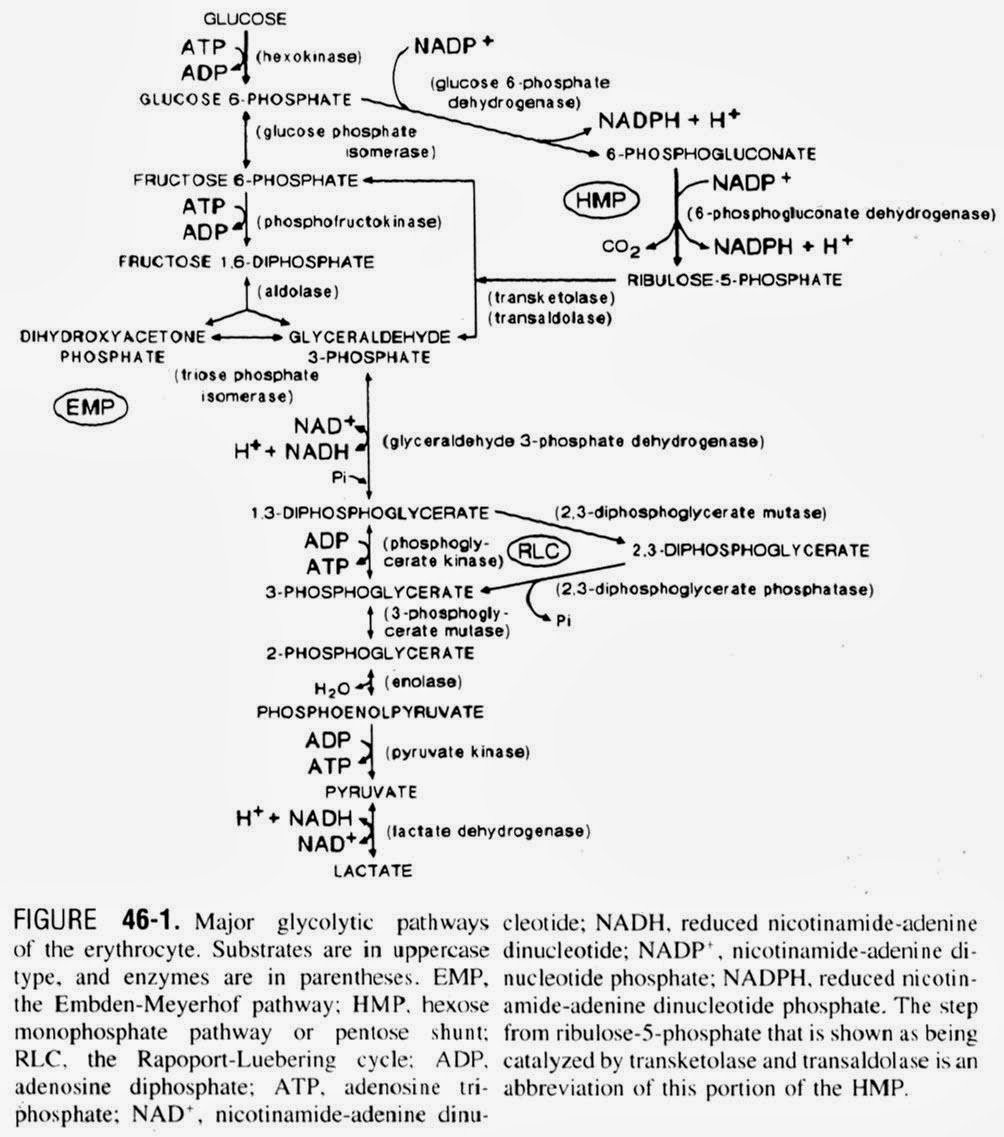 Biochemistry Class notes: RBC Metabolism Notes (Part 3) : Energy metabolism