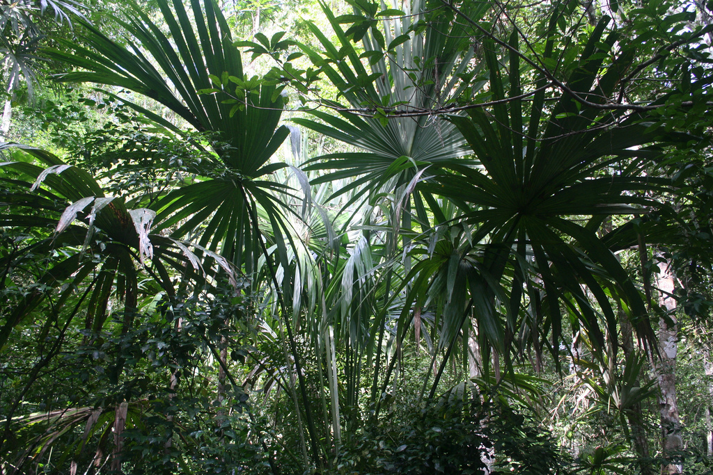 Liliana Usvat - Reforestation and Medicinal use of the Trees : Trees of ...