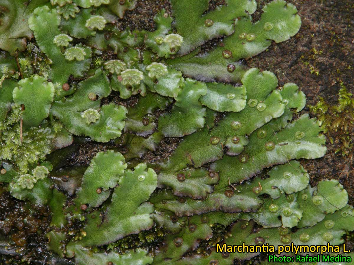 Medicinal Plants: Marchantia polymorpha, Liverwort, ゼニゴケ ...