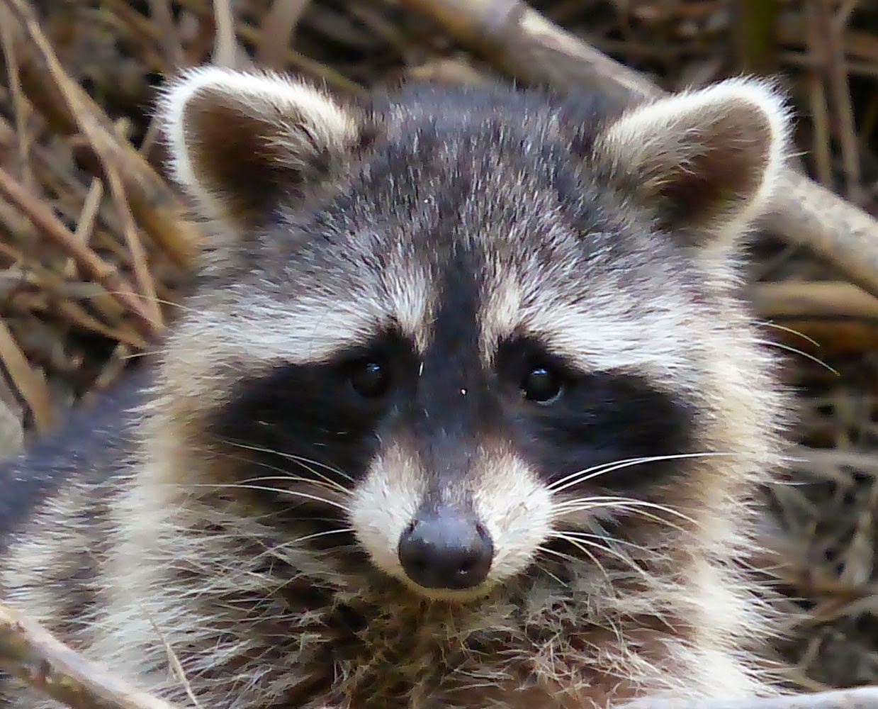 La Finestra de Fidel: Mapache común (Procyon lotor), un problema ambiental.