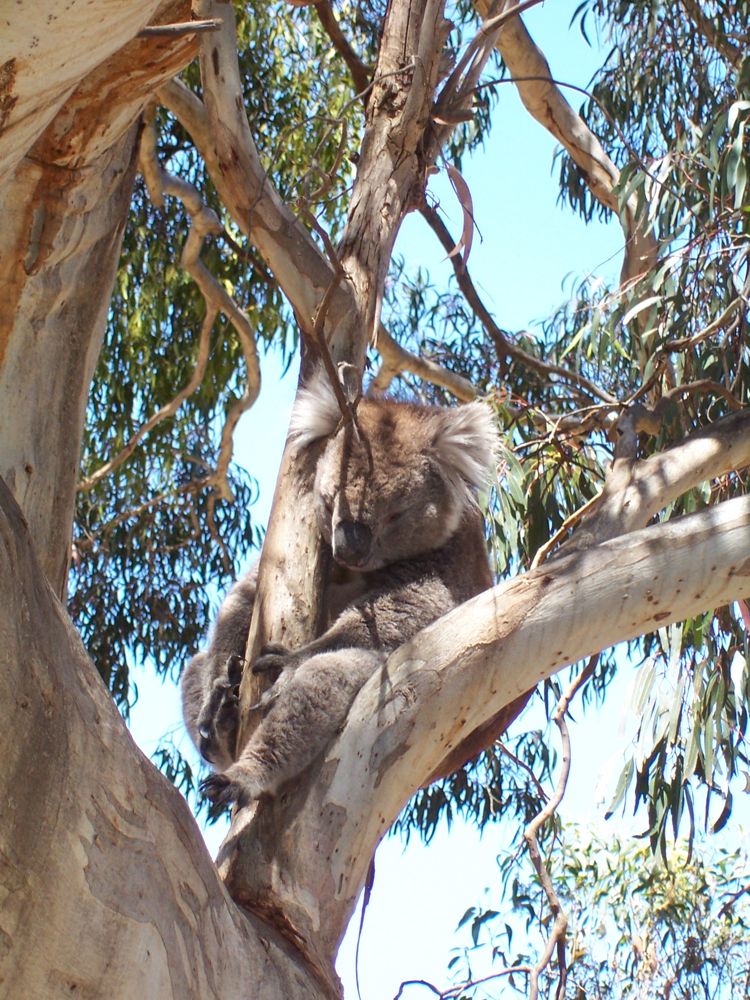 Kayzy's Critters - Teddy Bears in the Hills: KOALA CAPERS