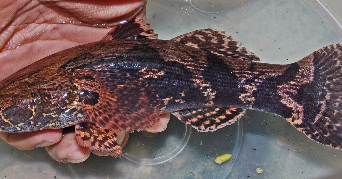 Ikan Kutuk Gunung