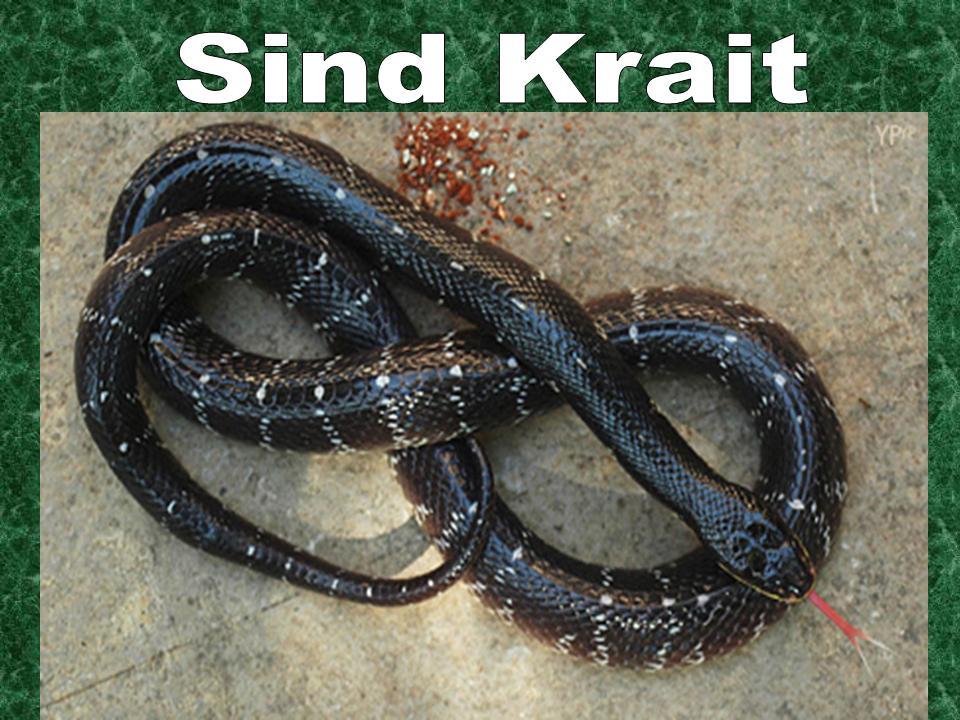 Spreebird wildlife: Snakes of Pakistan