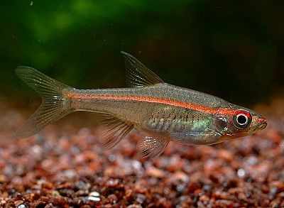 14 Jenis Ikan Rasbora Cantik