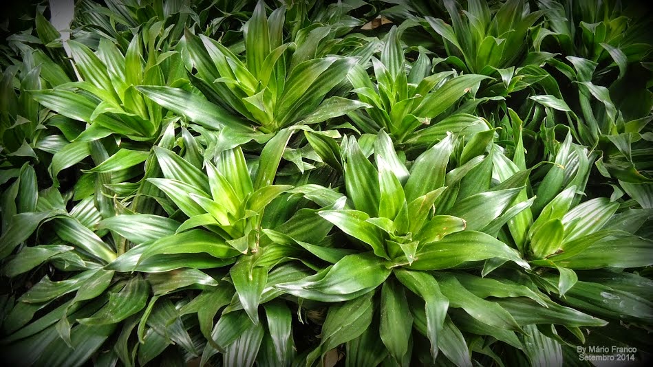 Meu Cantinho Verde: DRACENA-COMPACTA - (Dracaena deremensis Compacta)