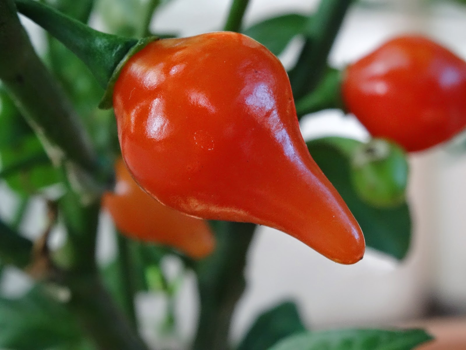 Verden ifølge Krog: Chili: Chupatillo, Cap. Chinense (Styrke 6)