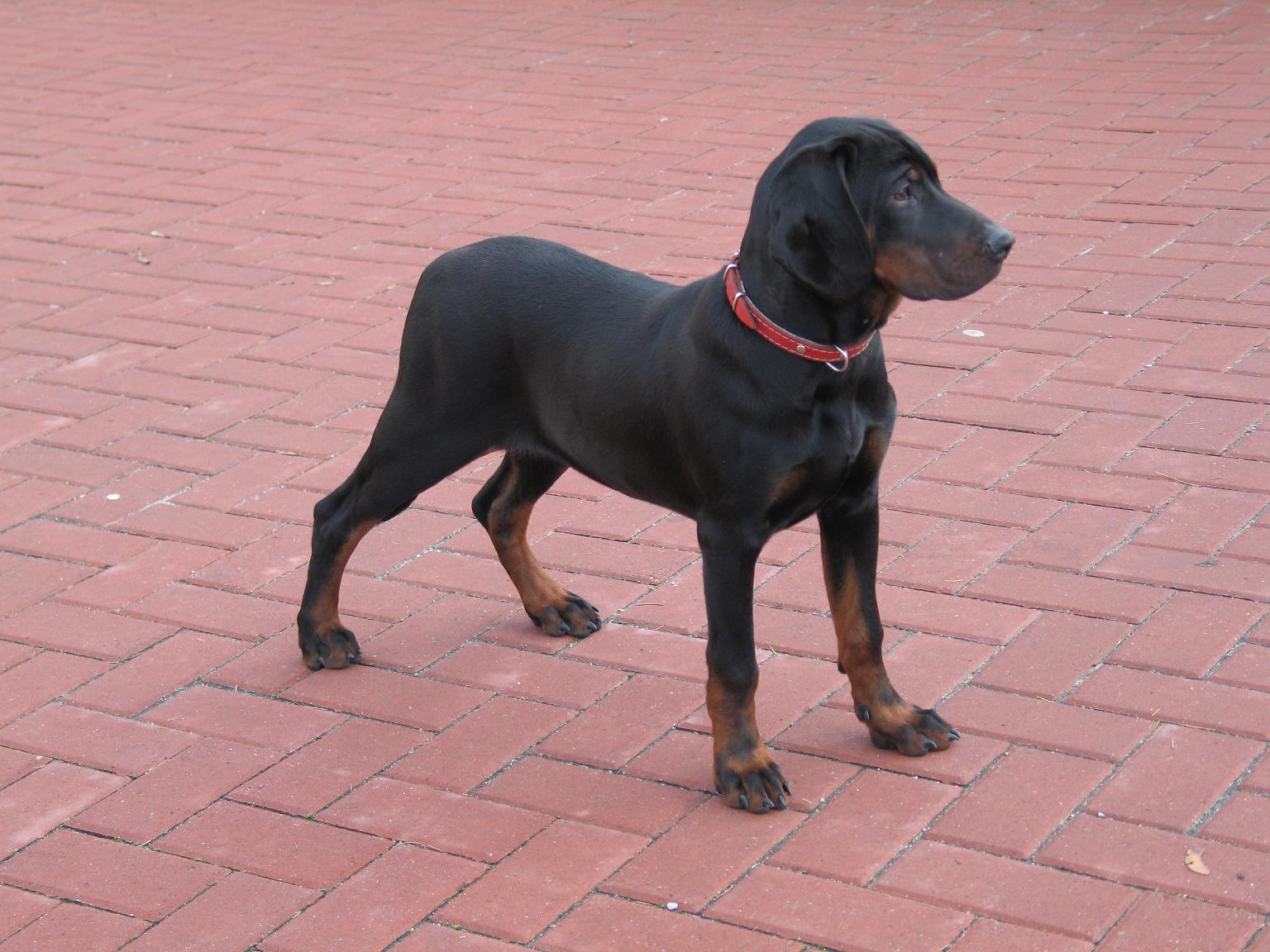 Hasta - gończy polski / polish hunting dog (www.polishhuntingdog.com)