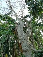 Philippine Native Forest Trees: DAP-DAP or another Erythrina sp.?